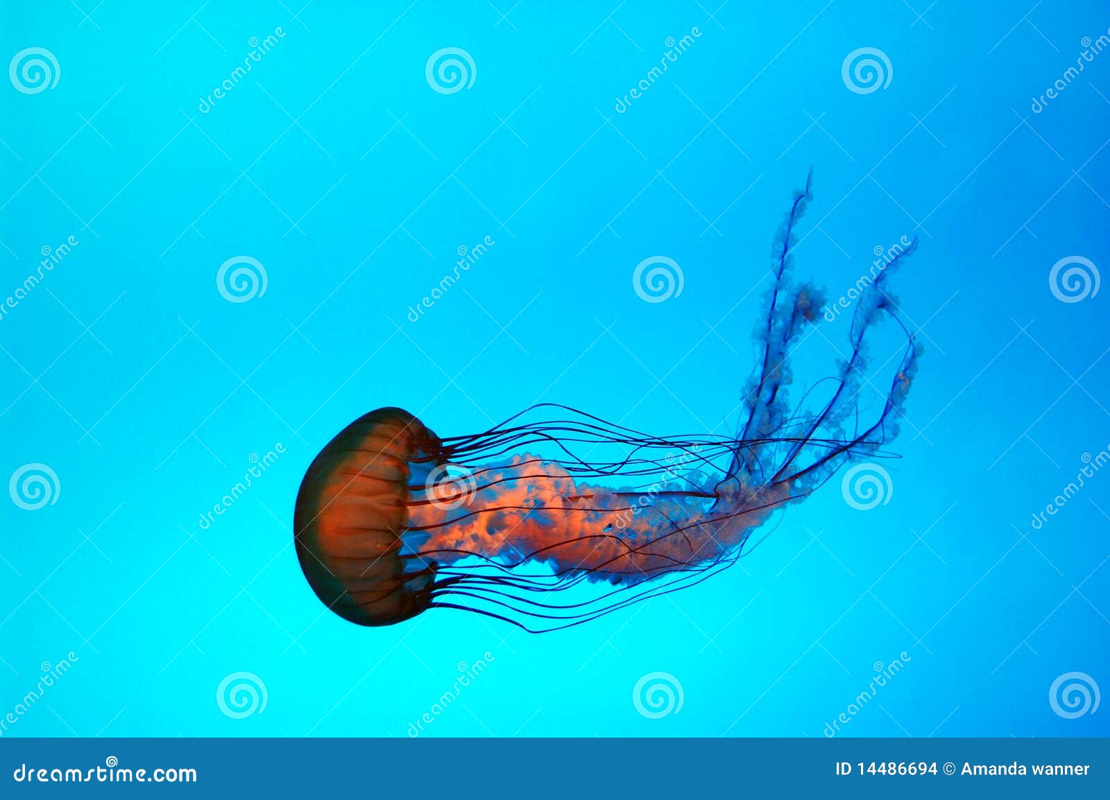 Kwallen stock foto. Image of gelei, staten, voedsel, mooi - 14486694