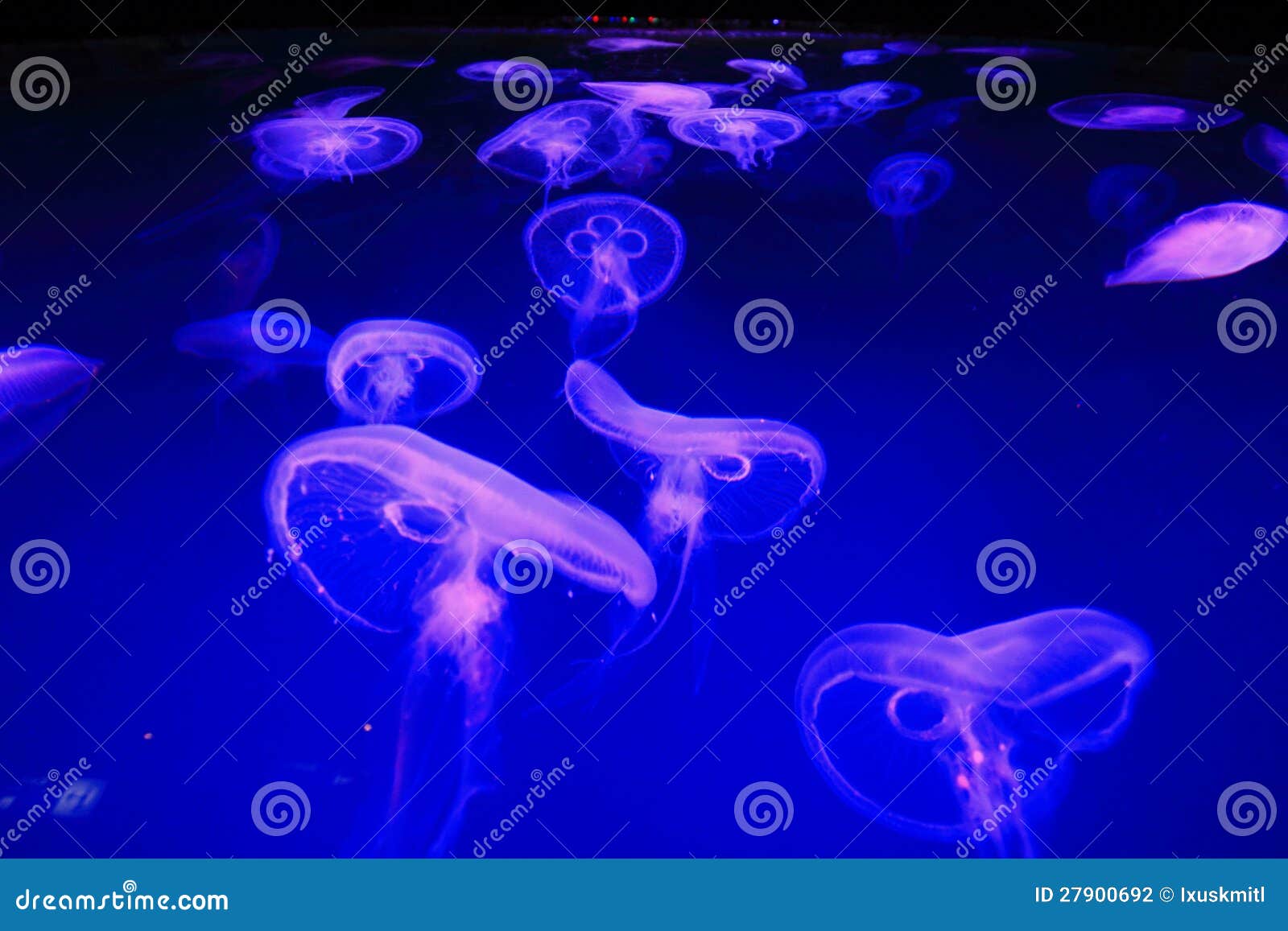 Kwallen stock foto. Image of vissen, dier, overzees, gelei - 27900692