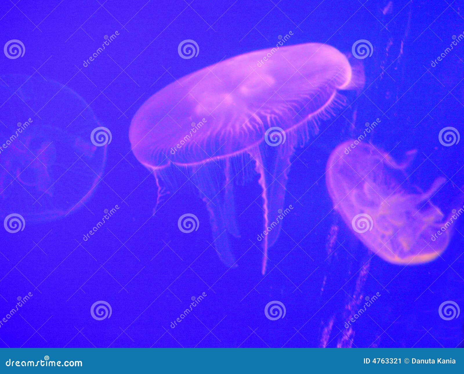 Kwallen stock afbeelding. Image of gelei, overzees, nave - 4763321