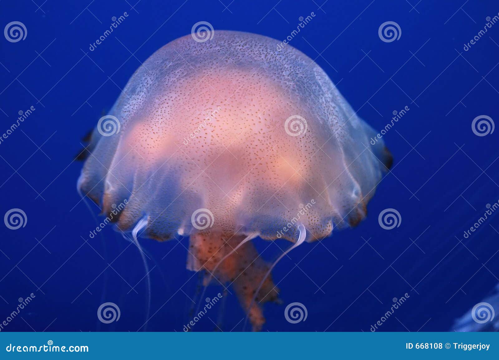 Kwallen stock foto. Image of vloeistof, onderwater, nave - 668108