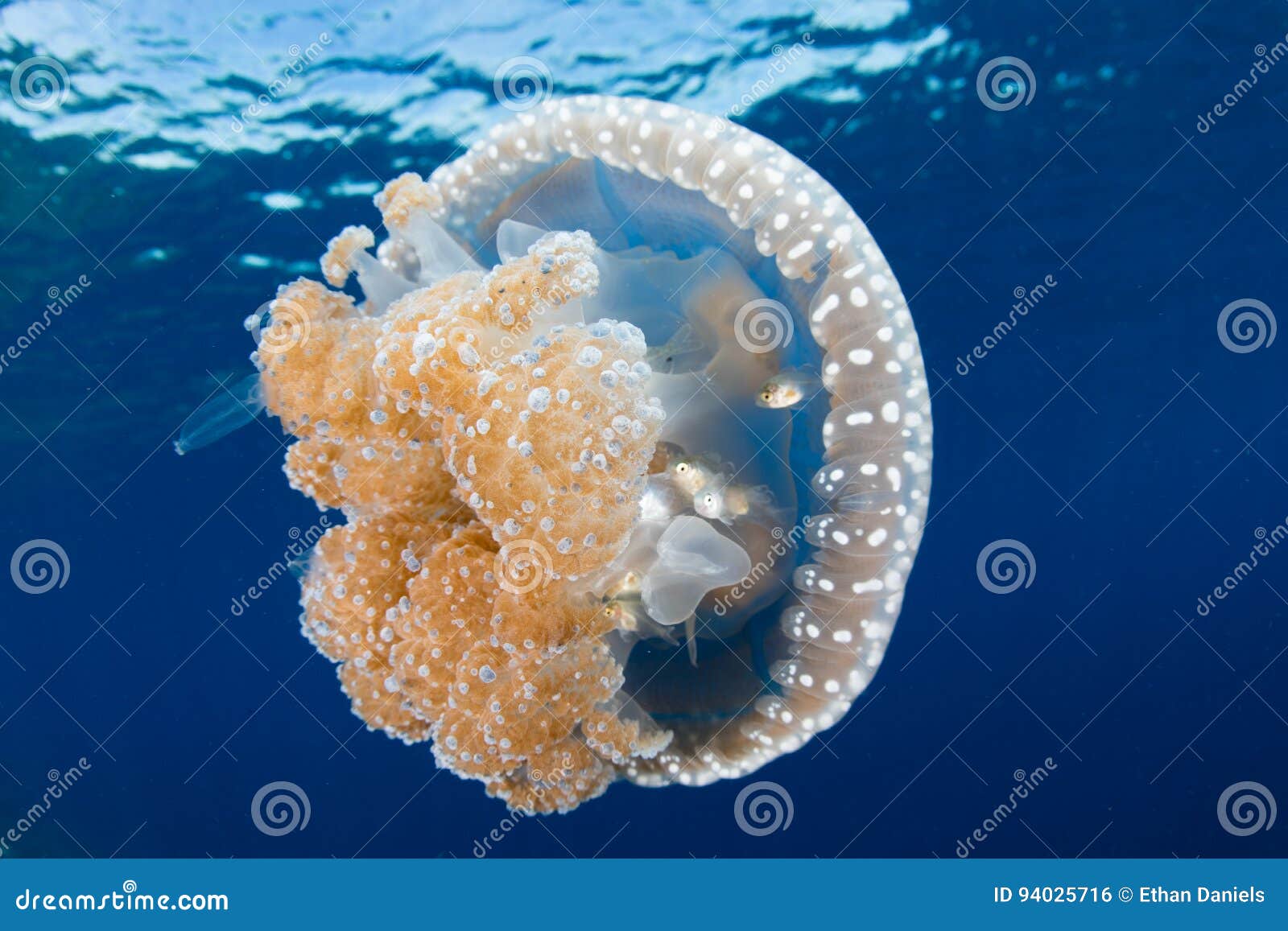 Kwallen in blauw water stock foto. Image of biodiversiteit - 94025716