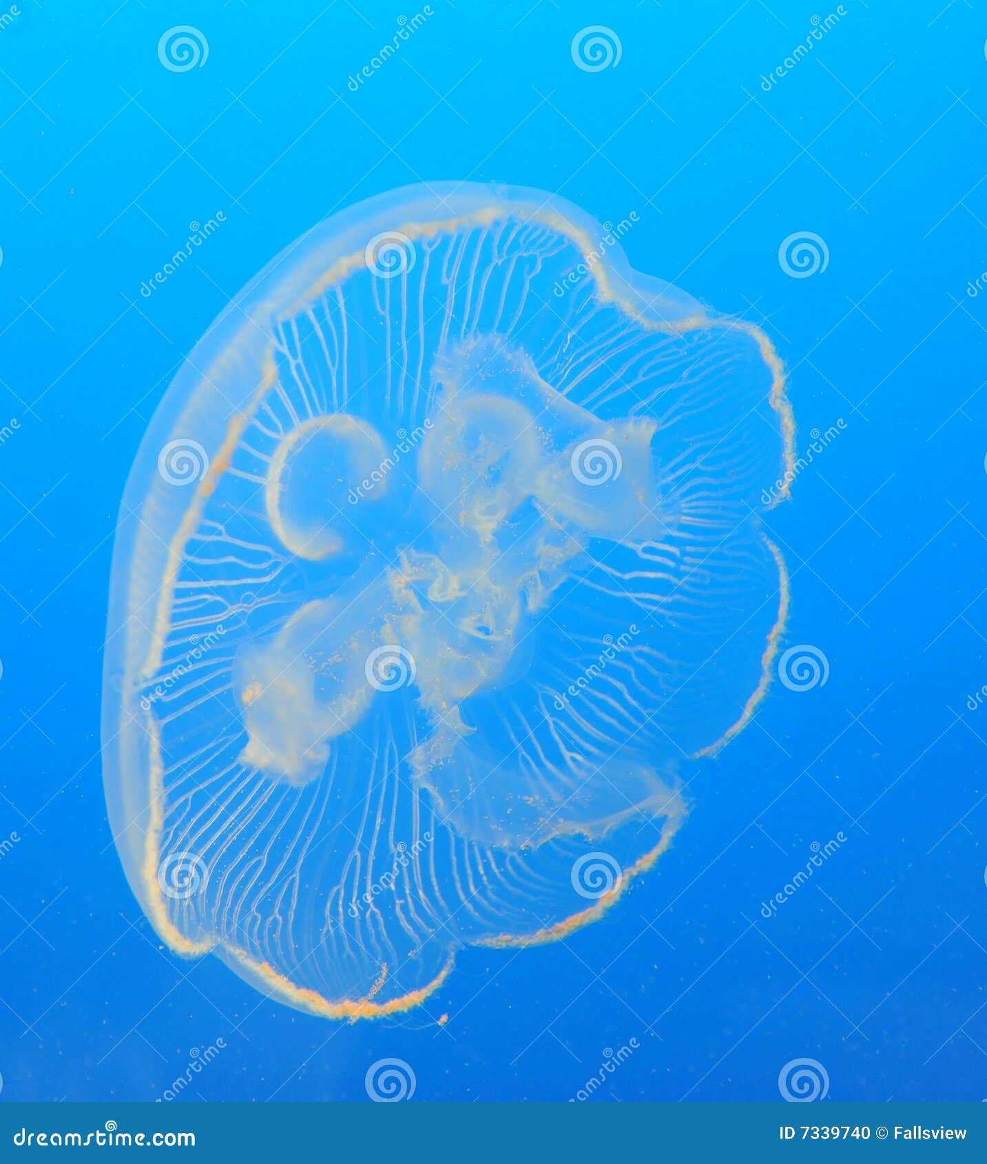 Kwallen in oceaan stock foto. Image of patroon, dier, zacht - 7339740