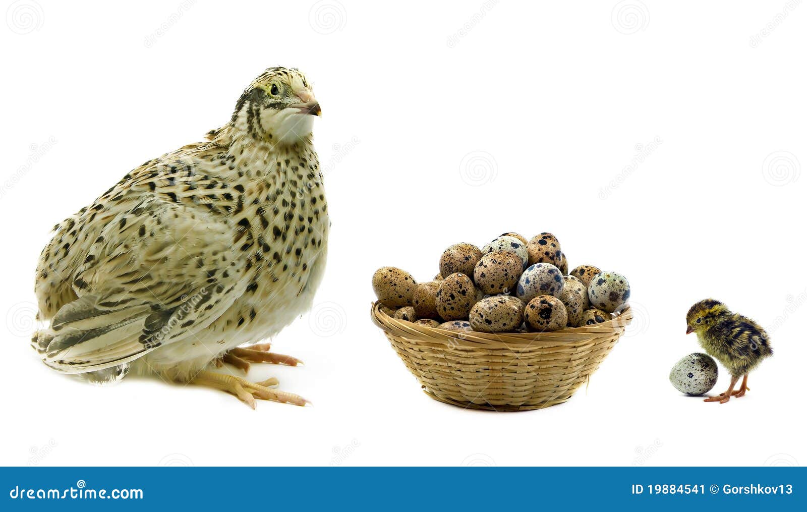 Kwartels En Mand Met Eieren Op Wit Stock Afbeelding - Image of voedsel ...