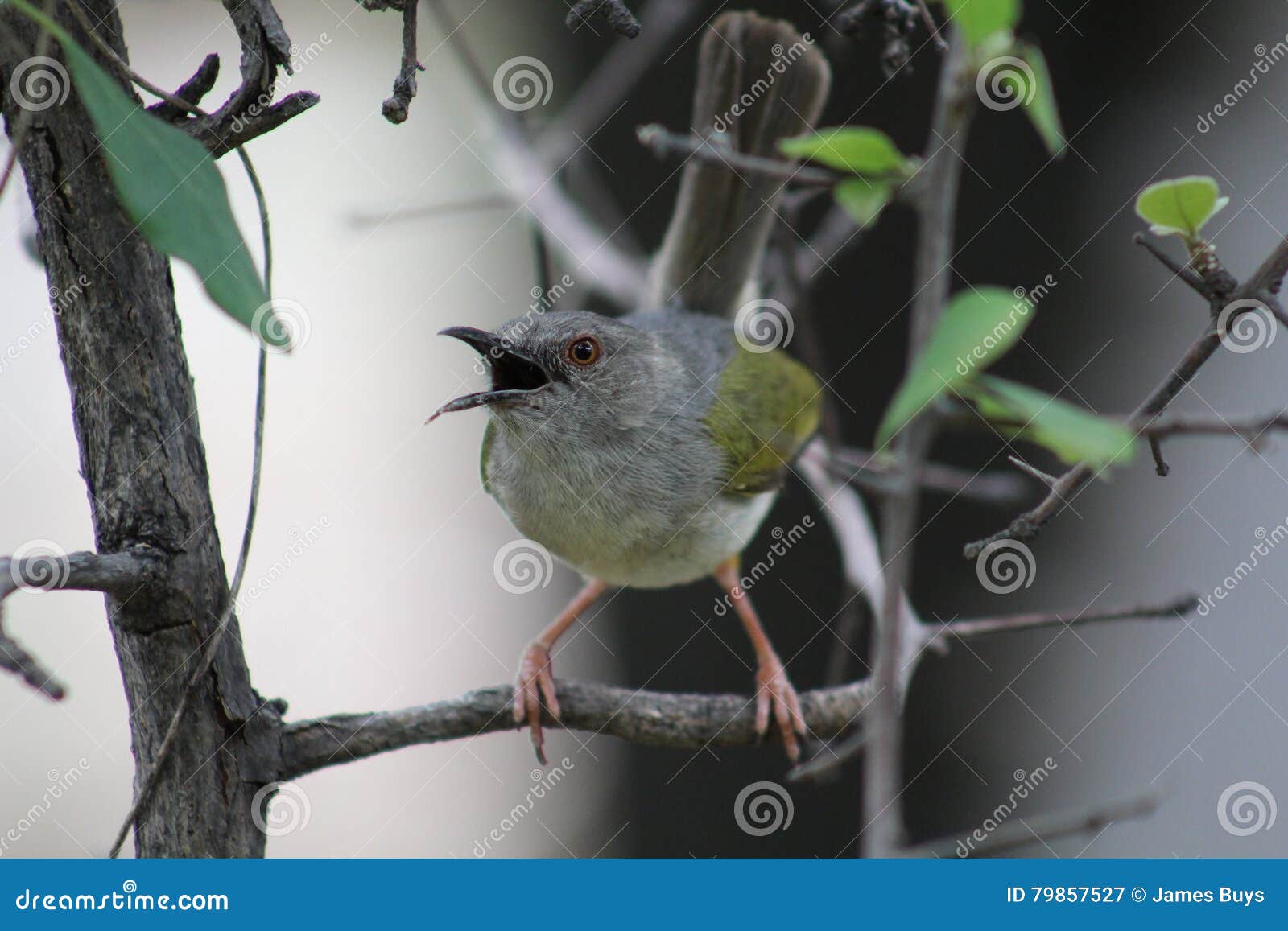 Kwe Bird Stock Photos - Free & Royalty-Free Stock Photos from Dreamstime