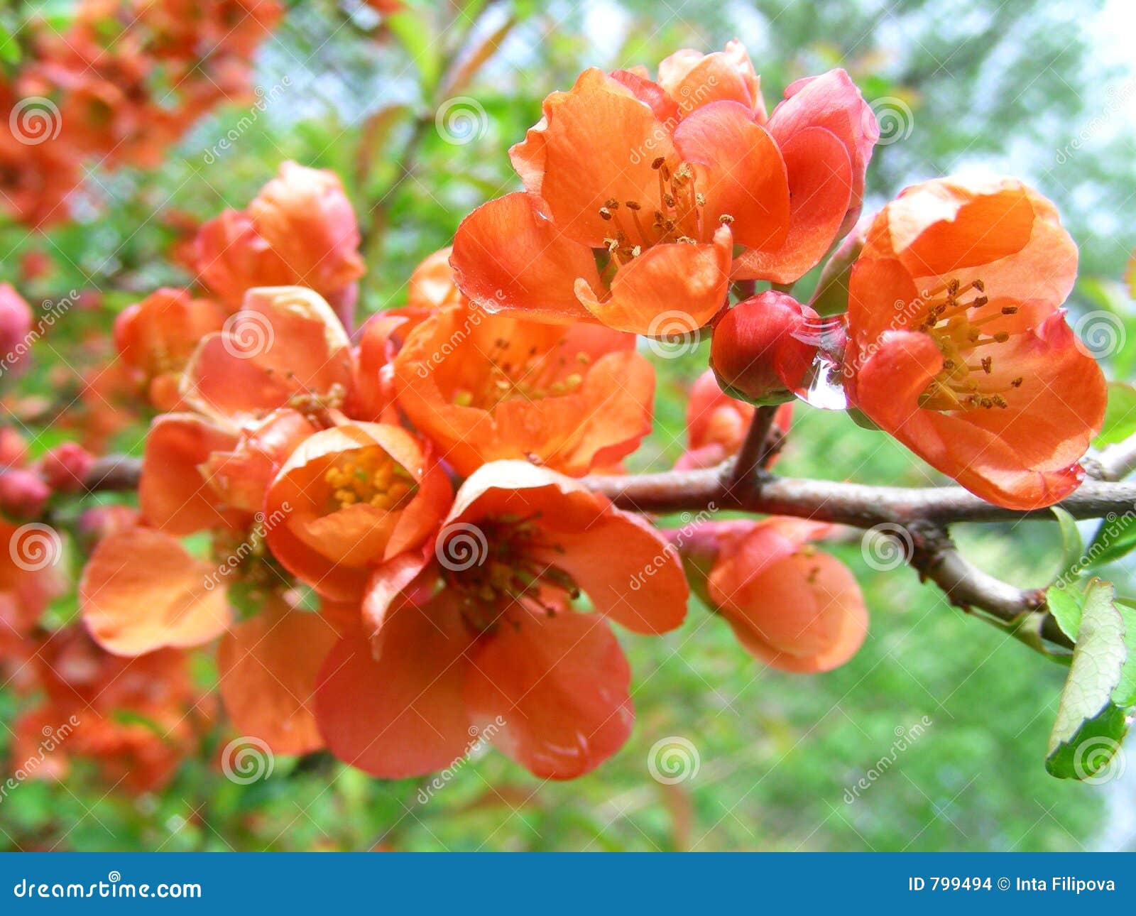 Kweepeer stock foto. Image of oostelijk, bloei, decoratief - 799494