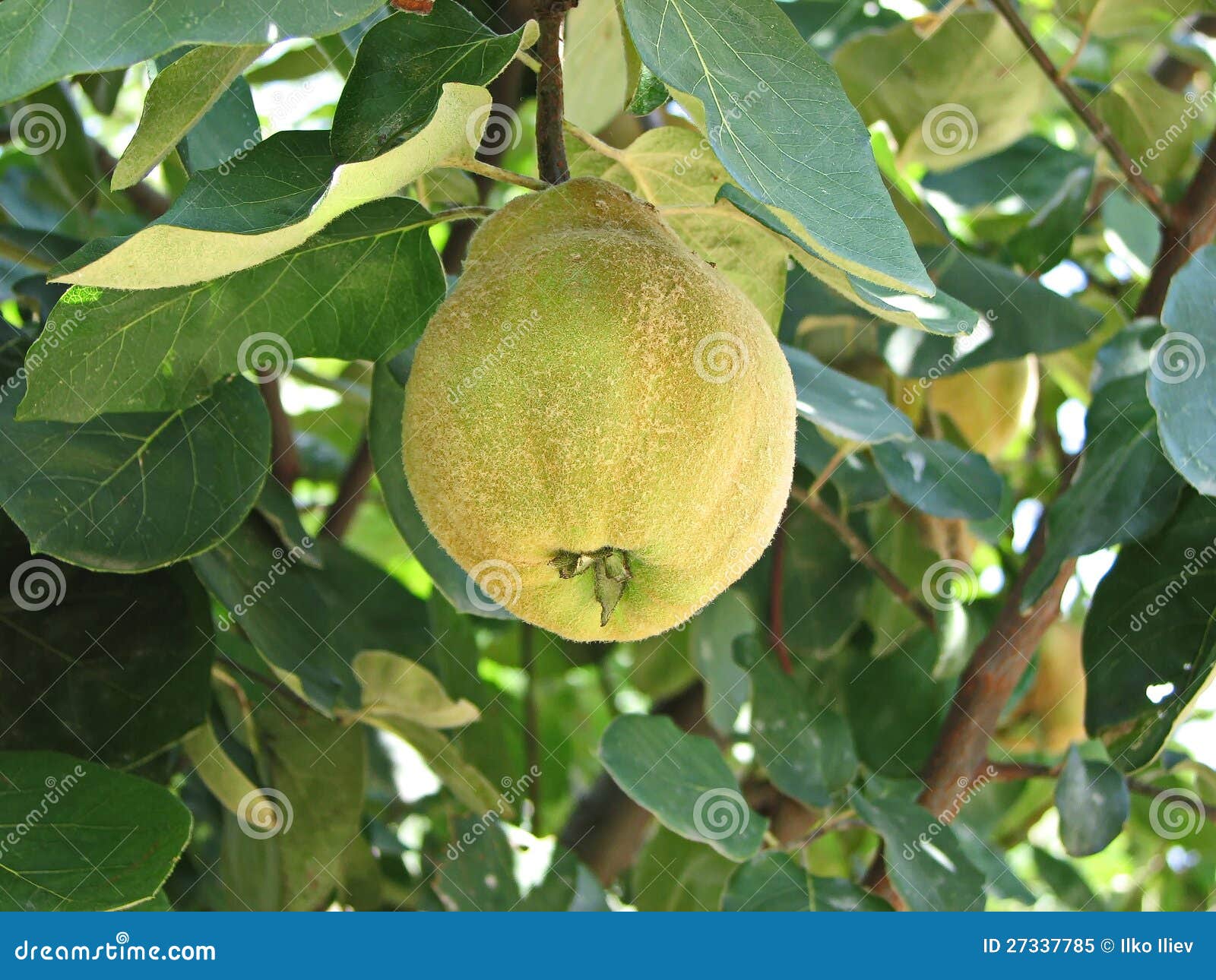 Kweepeer-boom met vruchten stock afbeelding. Image of heerlijk - 27337785