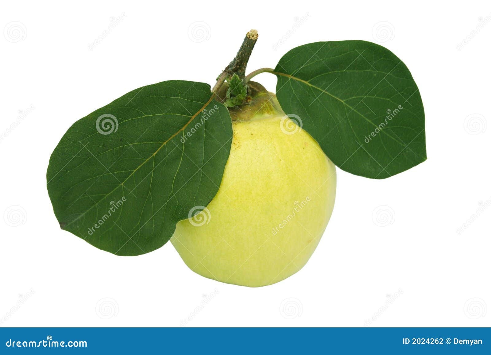 Kweepeer en blad stock foto. Image of blad, geel, zoet - 2024262