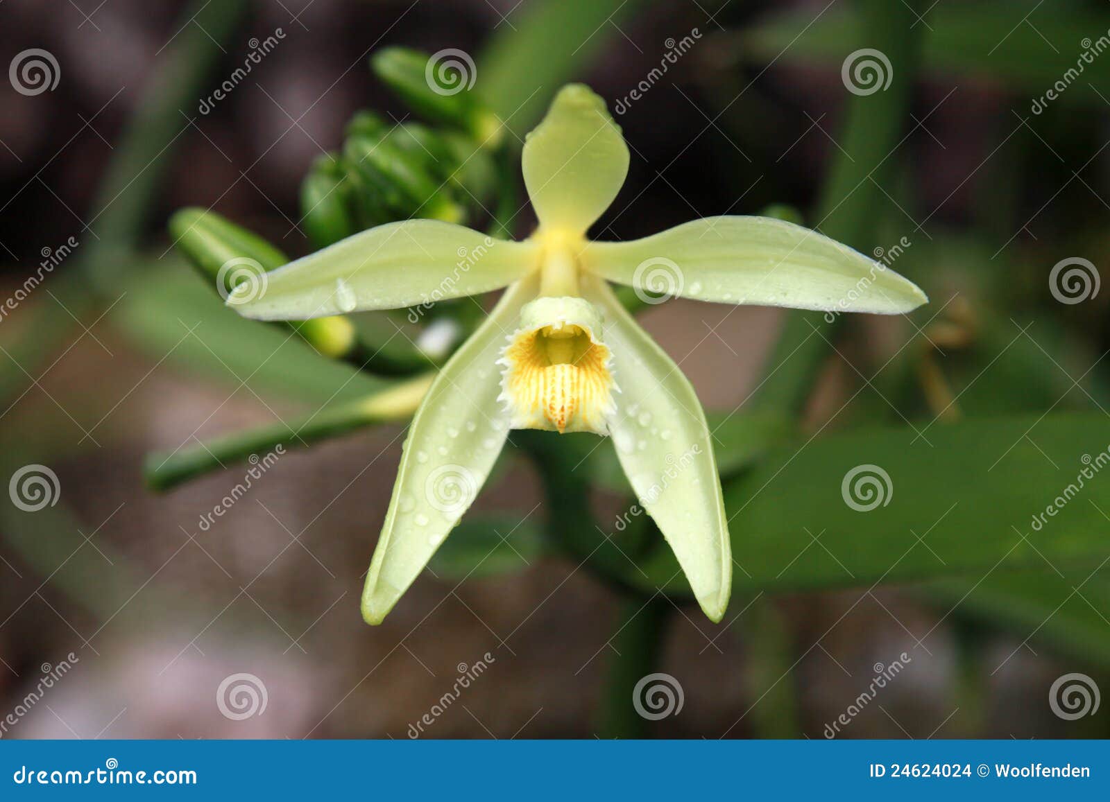 Kwiat wanilia zdjęcie stock. Obraz złożonej z jedzenie - 24624024