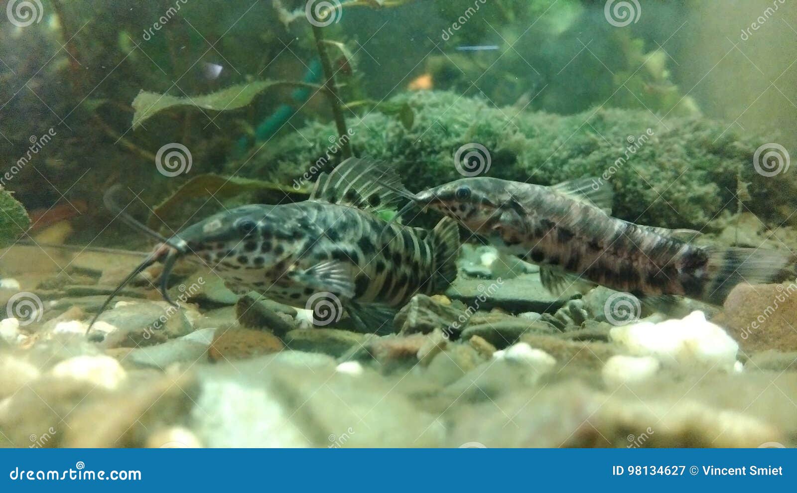 Kwikwi stock afbeelding. Image of vissen, aardig, aquarium - 98134627