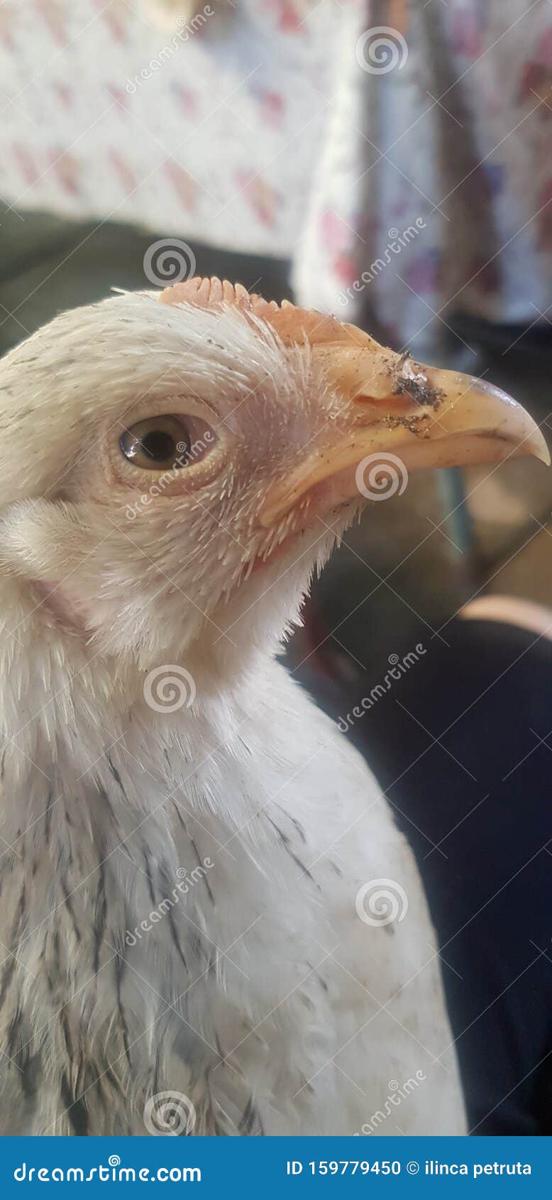 Kyckling arkivfoto. Bild av natur, skönhet, angus, höna - 159779450