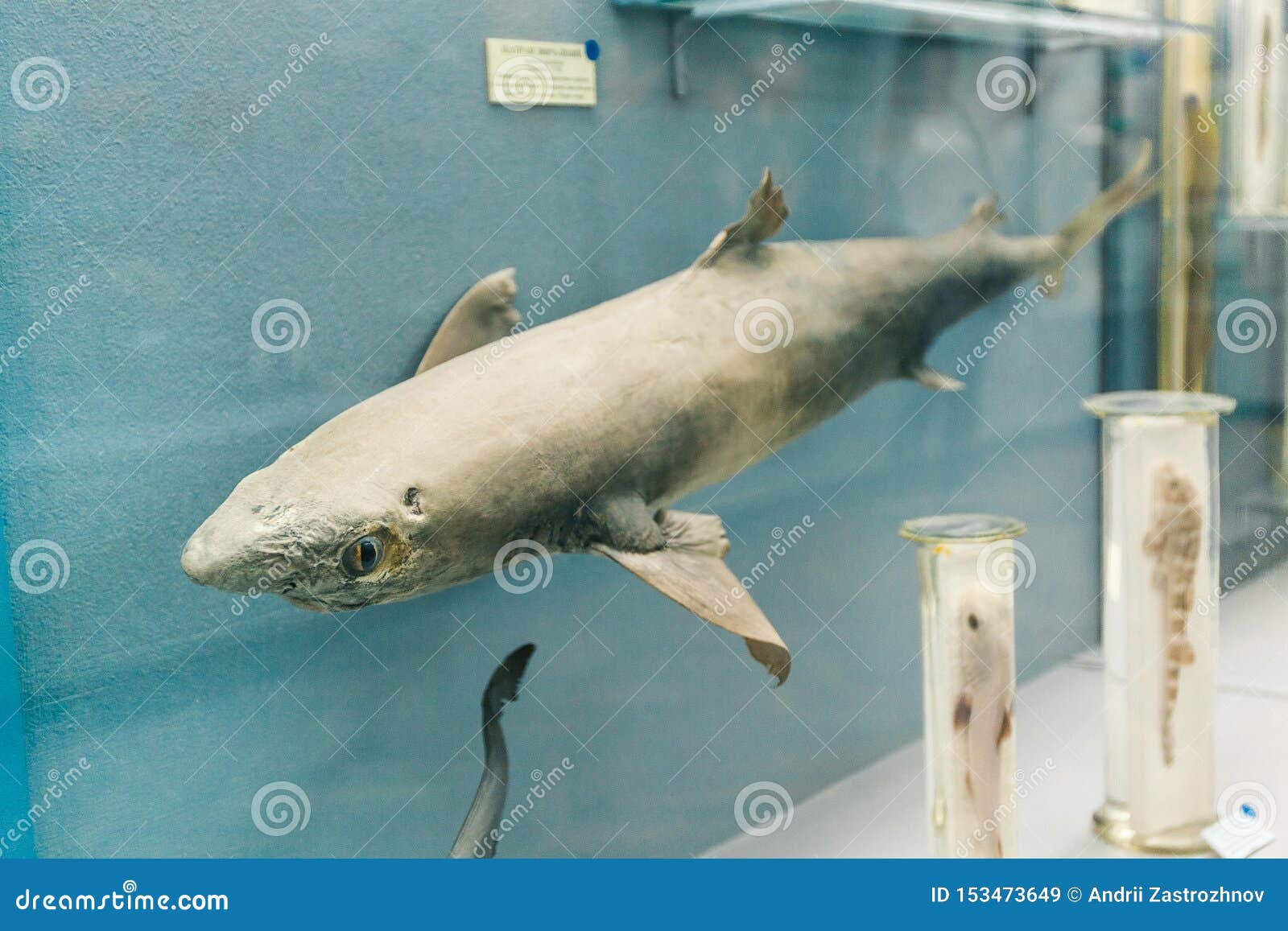 KYIV, UKRAINE - JUNE 16, 2018: National Museum of Natural Sciences of ...