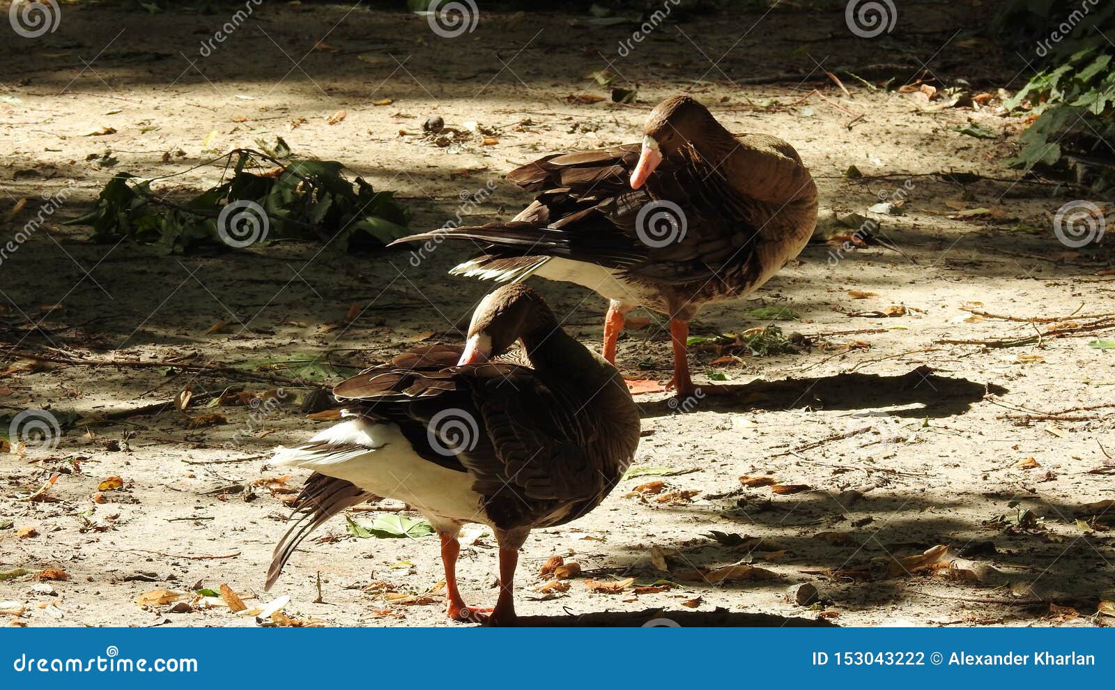 Kyiv ZOO stock photo. Image of nature, kyiv, ducks, kiev - 153043222