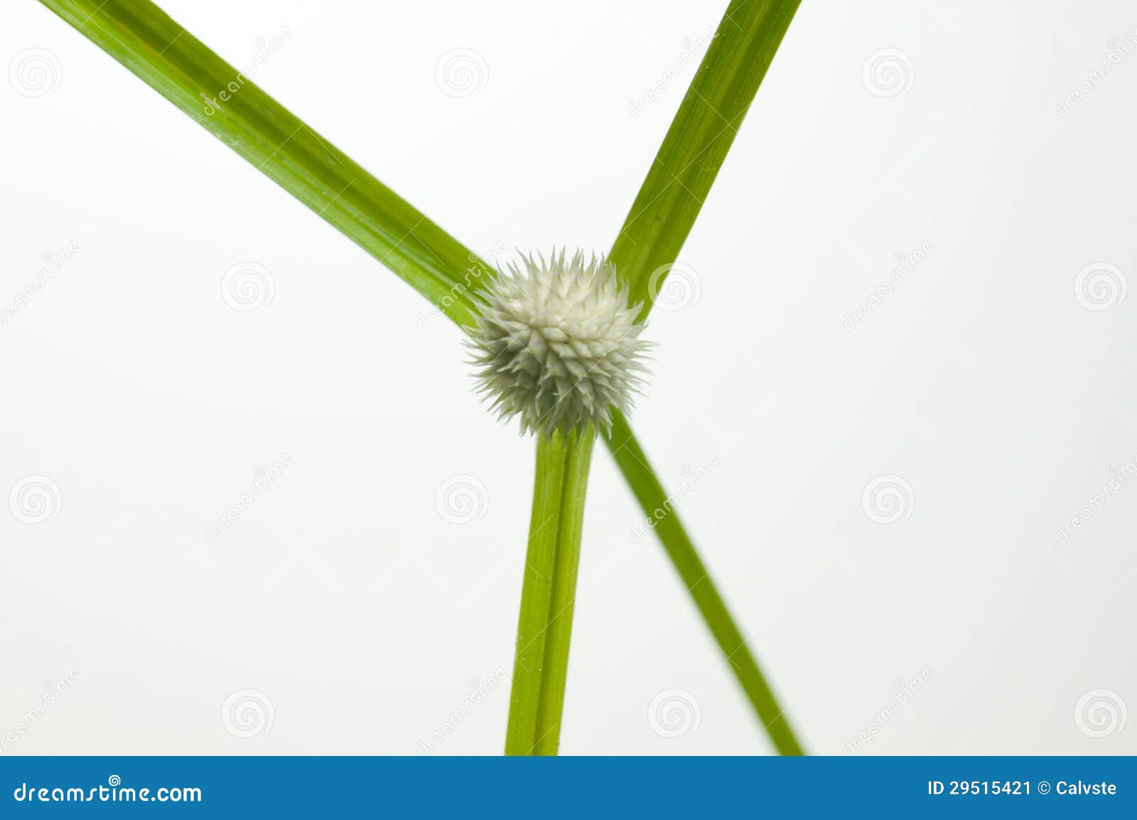 Kyllinga Sedge Flower Top View Close Up Stock Image - Image of detail ...