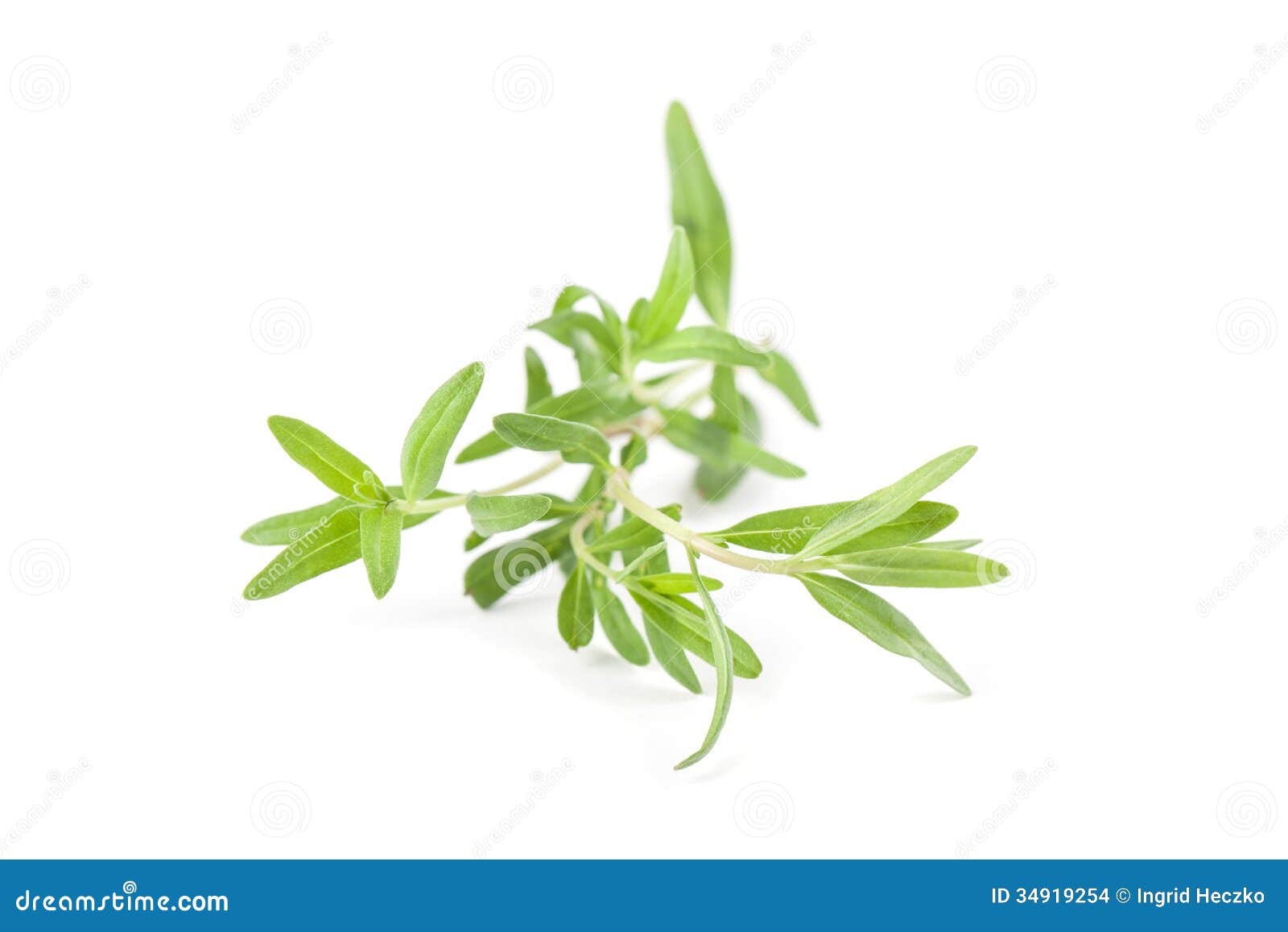 Kyndel arkivfoto. Bild av arom, växt, grön, vitt, ört - 34919254