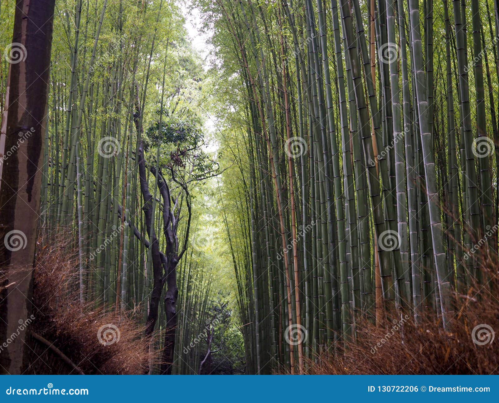 Kyoto bamboo forest stock photo. Image of japan, forest - 130722206