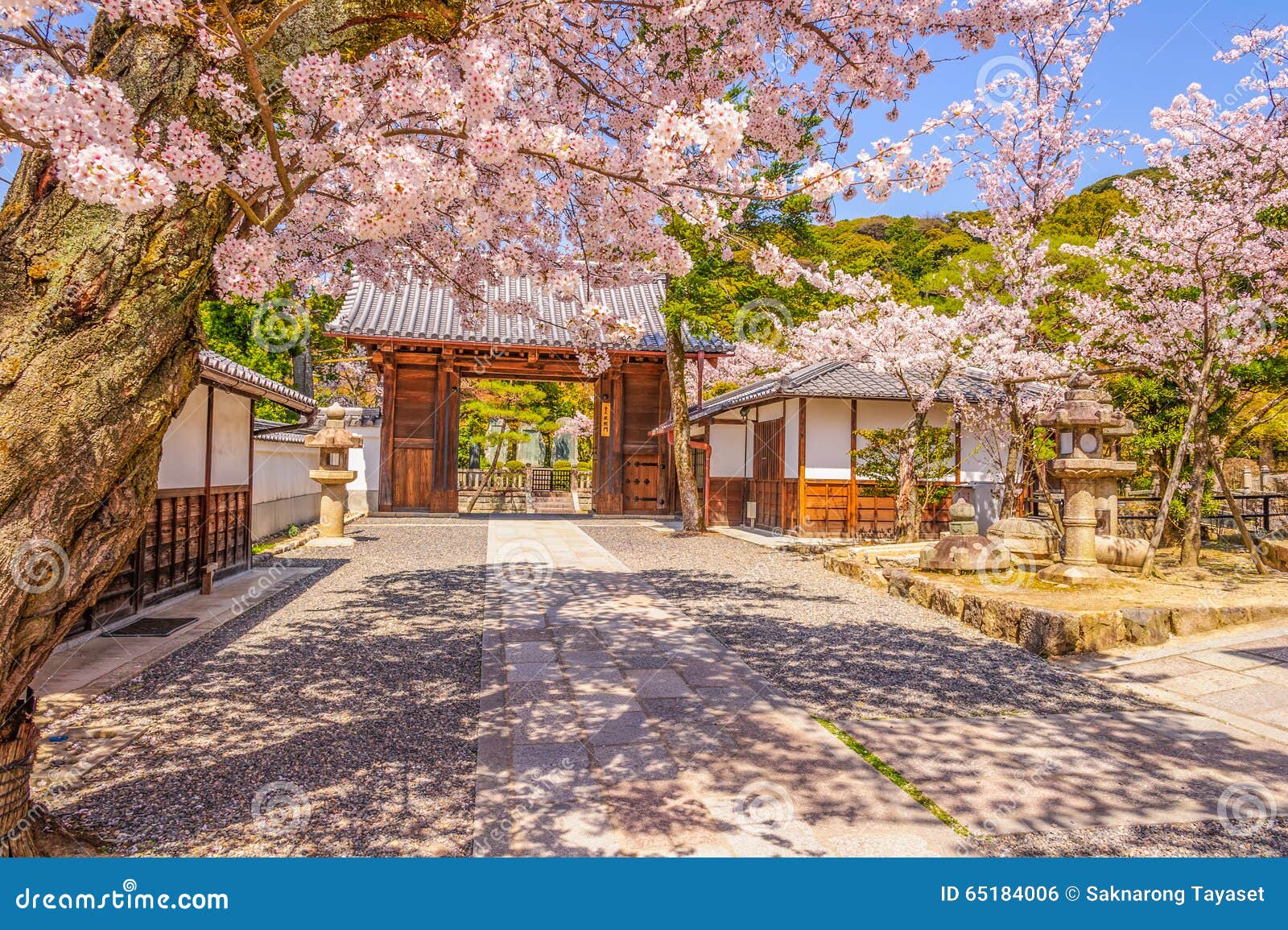 Kyoto and Cherry Blossom stock photo. Image of temple - 65184006