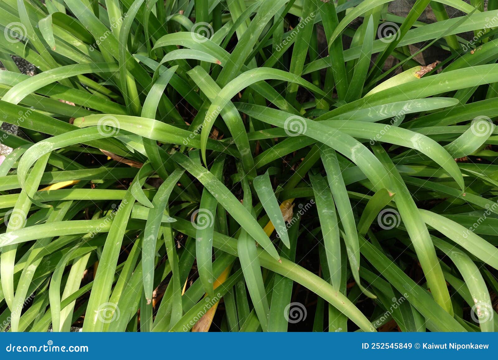 Kyoto Dwarf Grass Ophiopogon Japonicus Stock Image - Image of empty ... Kyoto Dwarf Grass Ophiopogon Japonicus Stock Image - Image of empty ...