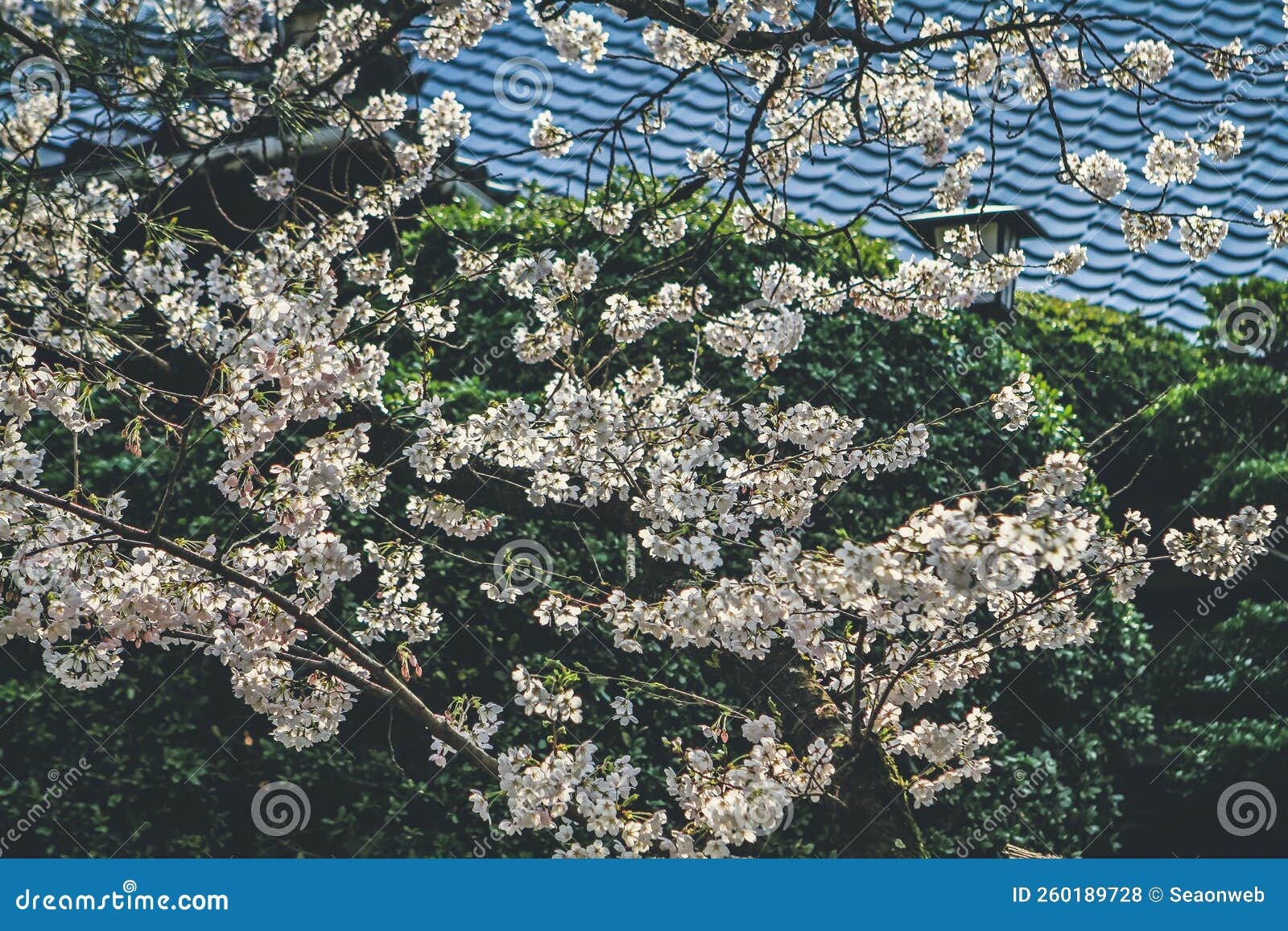 The Kyoto, Heian Shrine Gardens, Cherry Tree Stock Photo - Image of ...