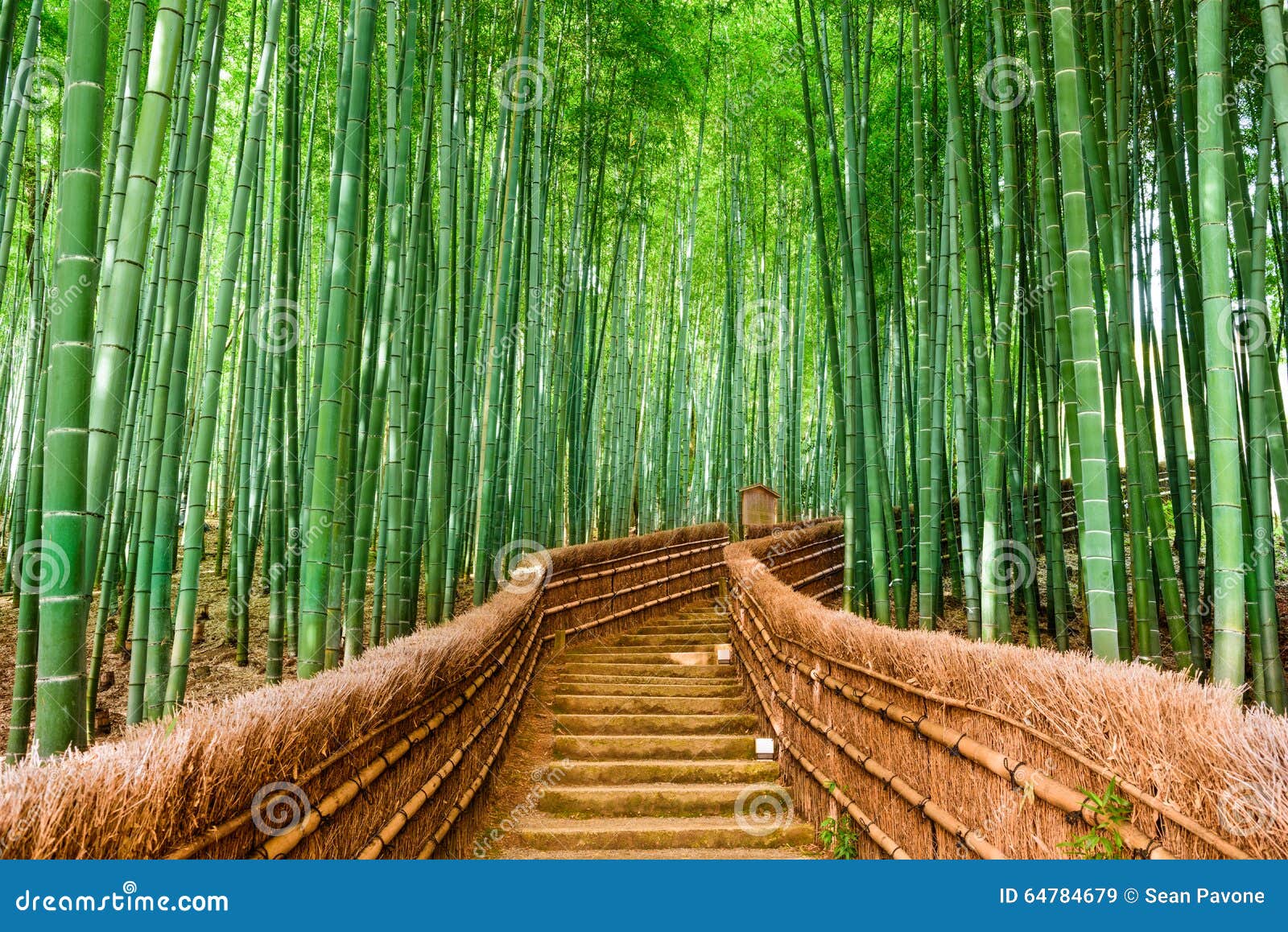 Kyoto, Japan Bamboo Forest stock image. Image of morning - 64784679