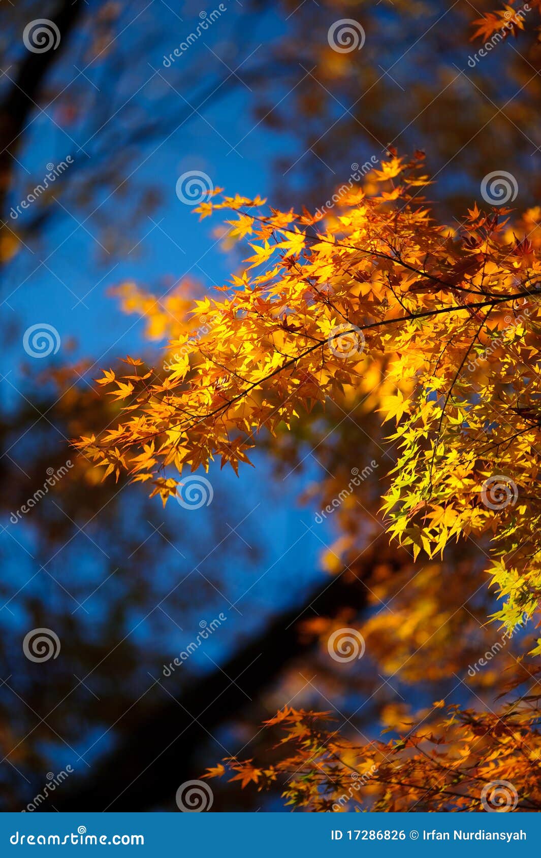 Kyoto Momiji 02 foto de stock. Imagem de verde, nave - 17286826