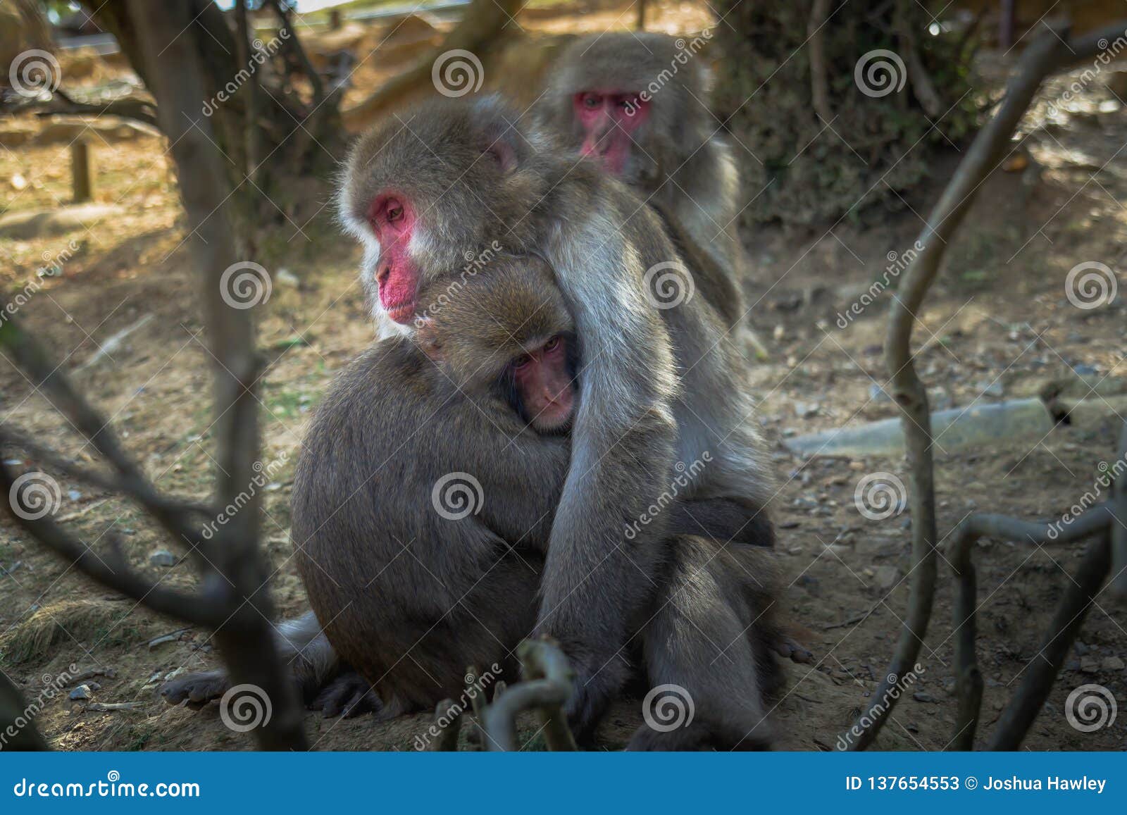 Monkey Hugging stock image. Image of face, native, fuscata - 137654553