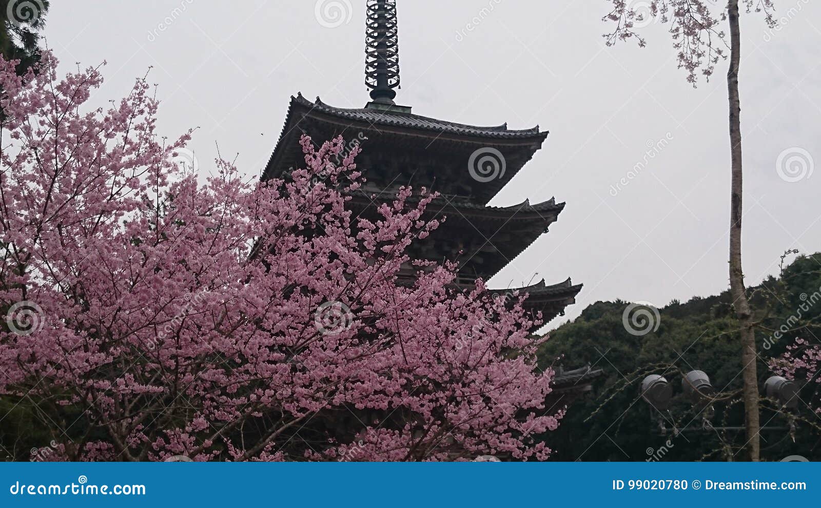 Kyoto stock photo. Image of spring, japan, kyoto, trip - 99020780