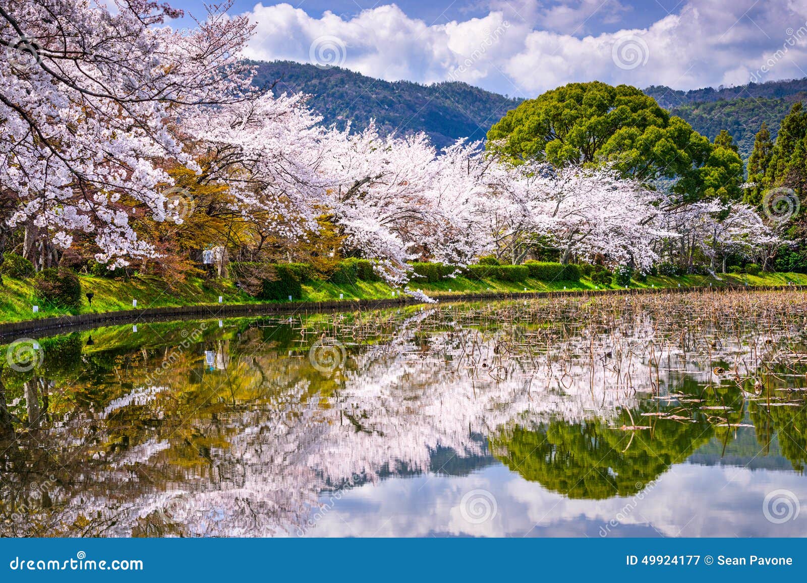 Kyoto in the Spring stock image. Image of daikakuji, kyoto - 49924177
