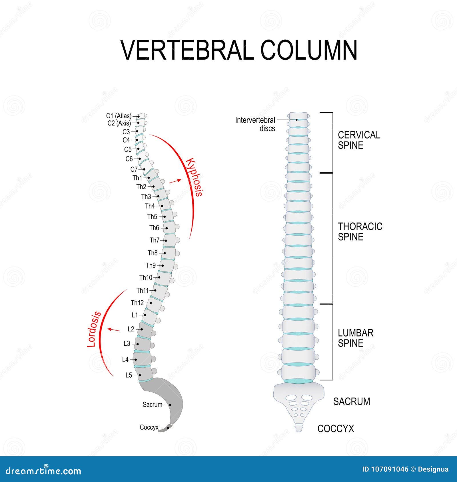 Kyphosis & Svankryggighet Ryggrad Vektor Illustrationer - Illustration ...