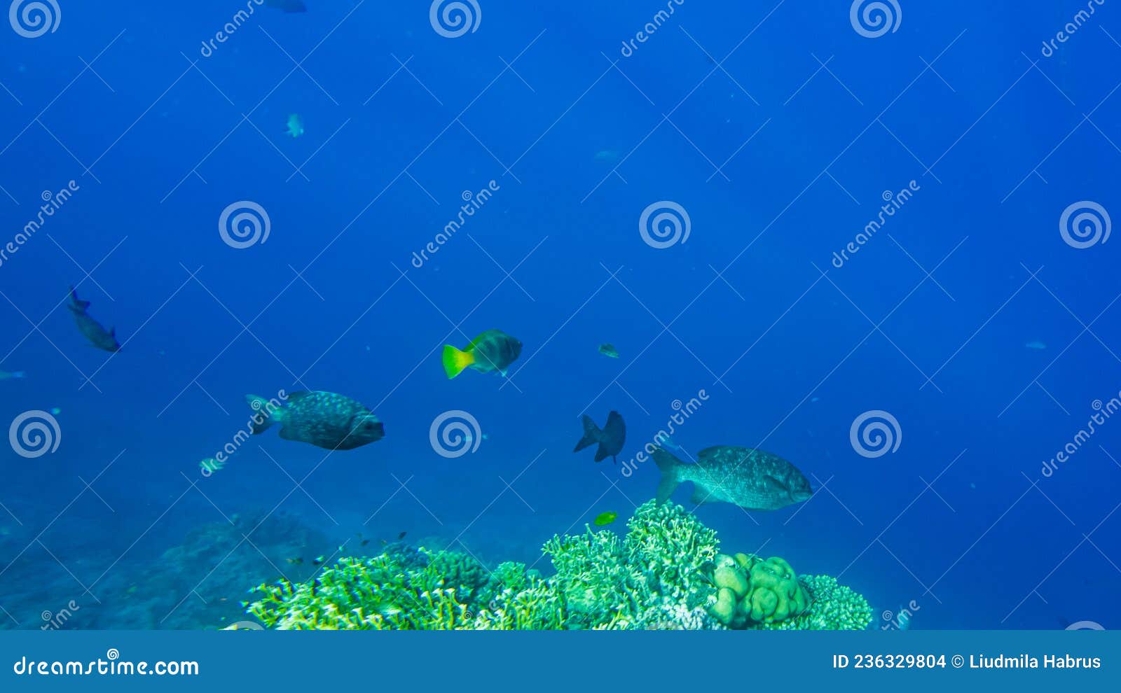 Kyphosus Sectator Dans L'eau Bleue De La Mer Rouge Photo stock - Image ...