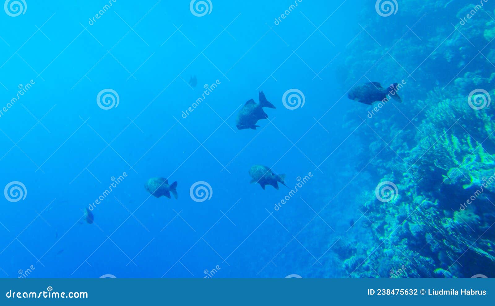 Kyphosus Sectator Dans L'eau Bleue De La Mer Rouge Photo stock - Image ...