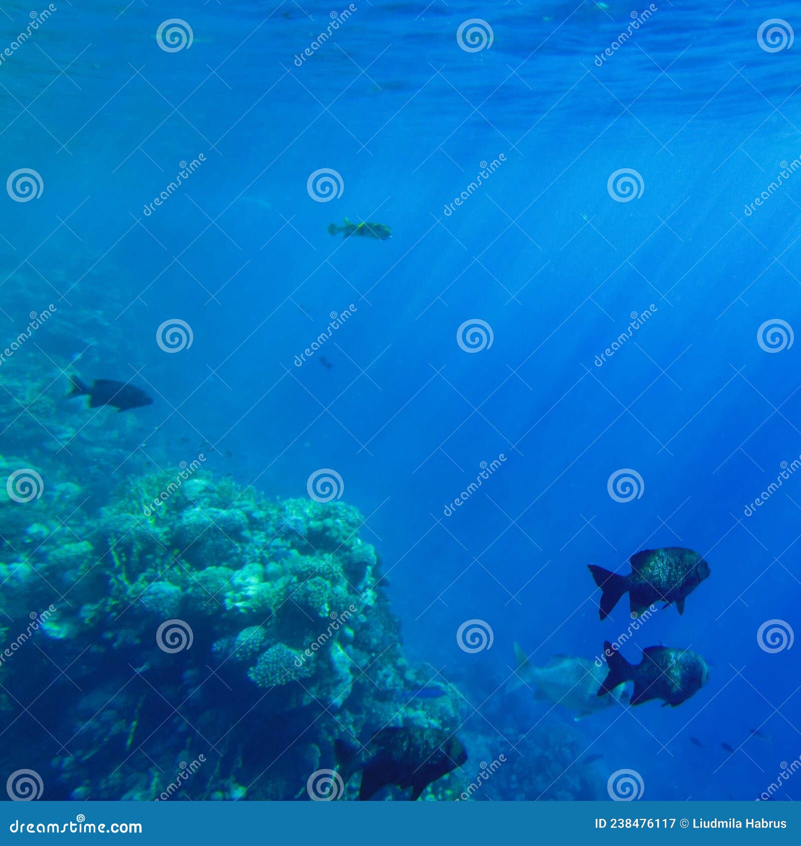 Kyphosus Sectator Dans L'eau Bleue De La Mer Rouge Image stock - Image ...
