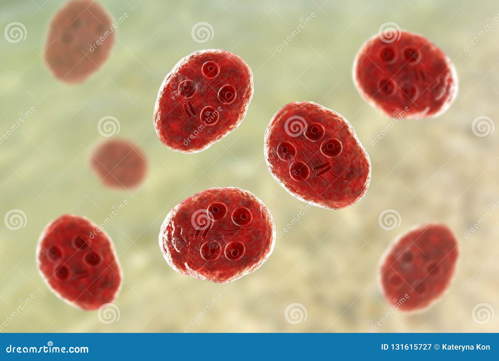 Kyste De Protozoan D'intestinalis De Giardia Illustration Stock ...