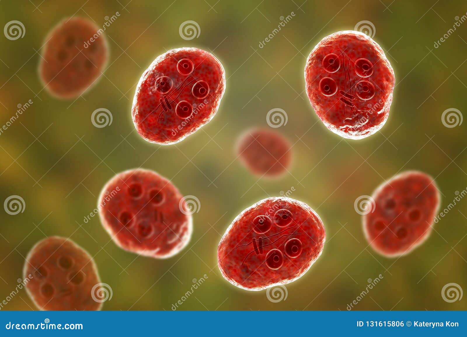 Kyste De Protozoan D'intestinalis De Giardia Illustration Stock ...
