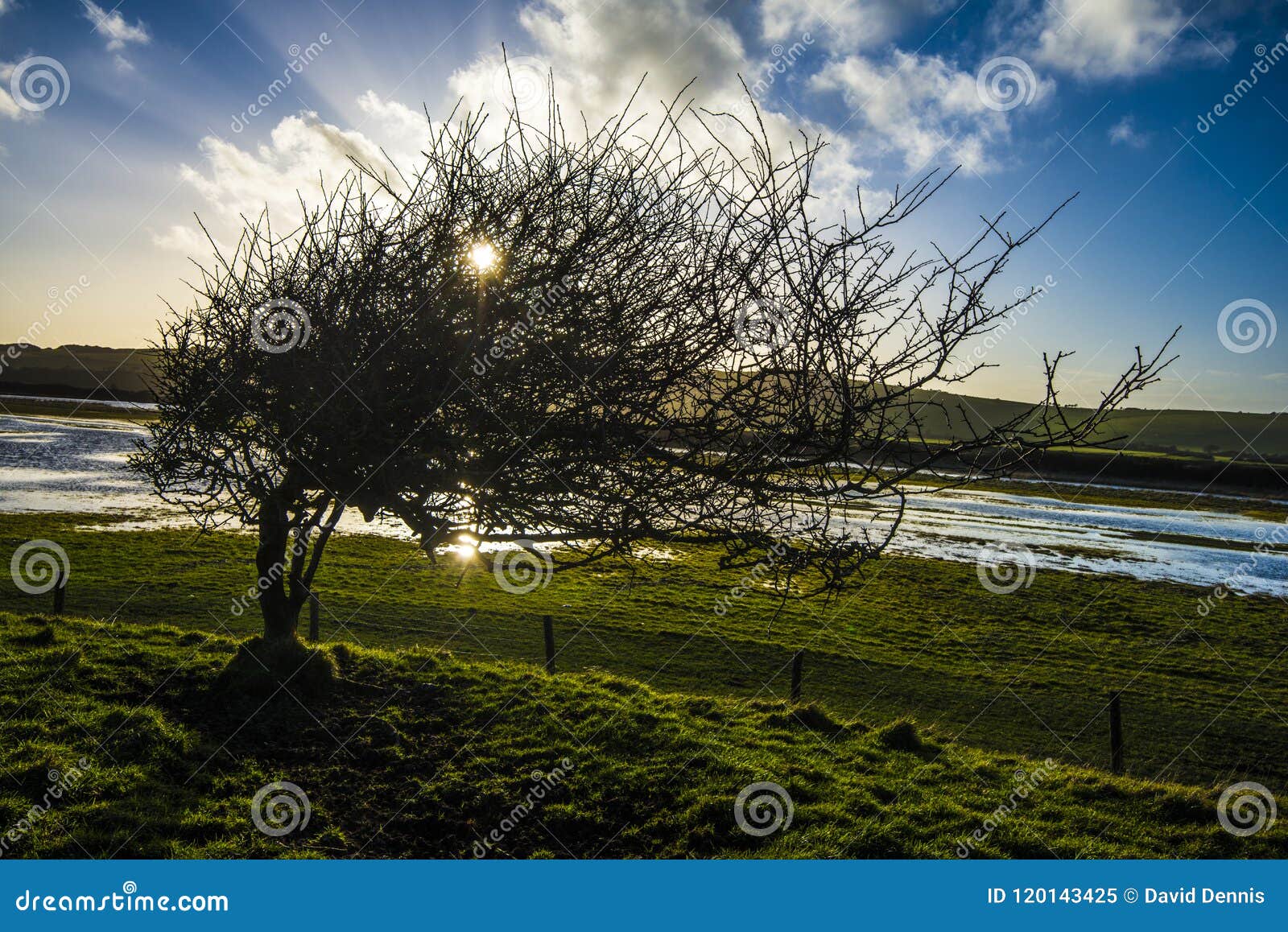 Arbre Vent Soufflé Photos Stock - Téléchargez 1,132 Photos libres de droits