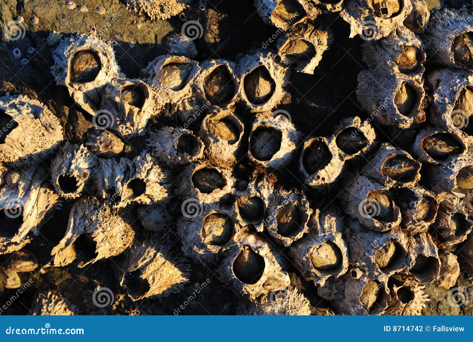 Långhalsar arkivfoto. Bild av livsmiljö, varelse, natur - 8714742