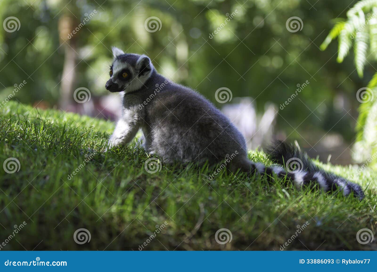 Lémur Del Ratón De Brown (rufus De Microcebus) Imagen de archivo ...