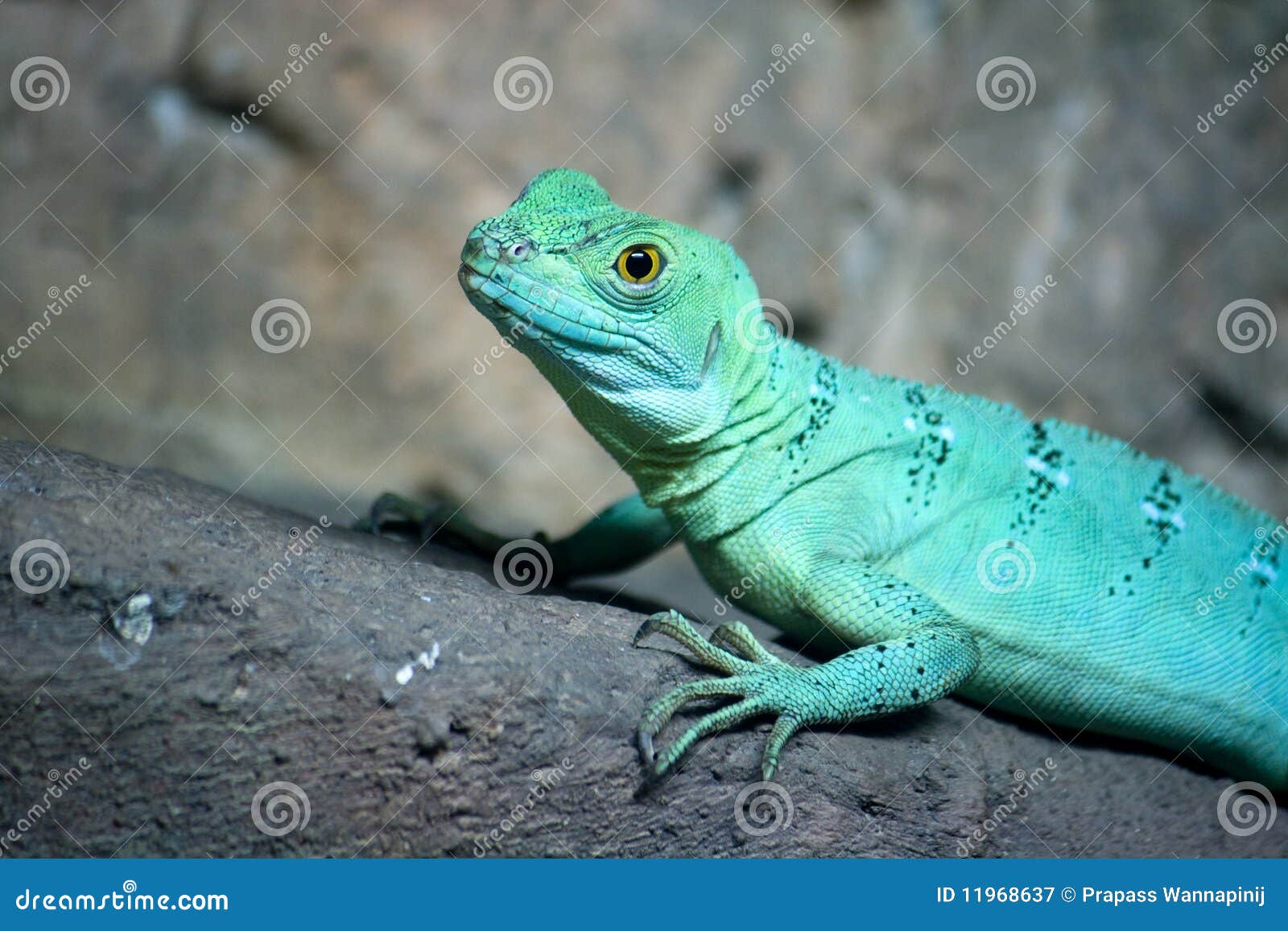 Lézard Coloré De Basilic De Vert Bleu Image stock - Image du coloré ...