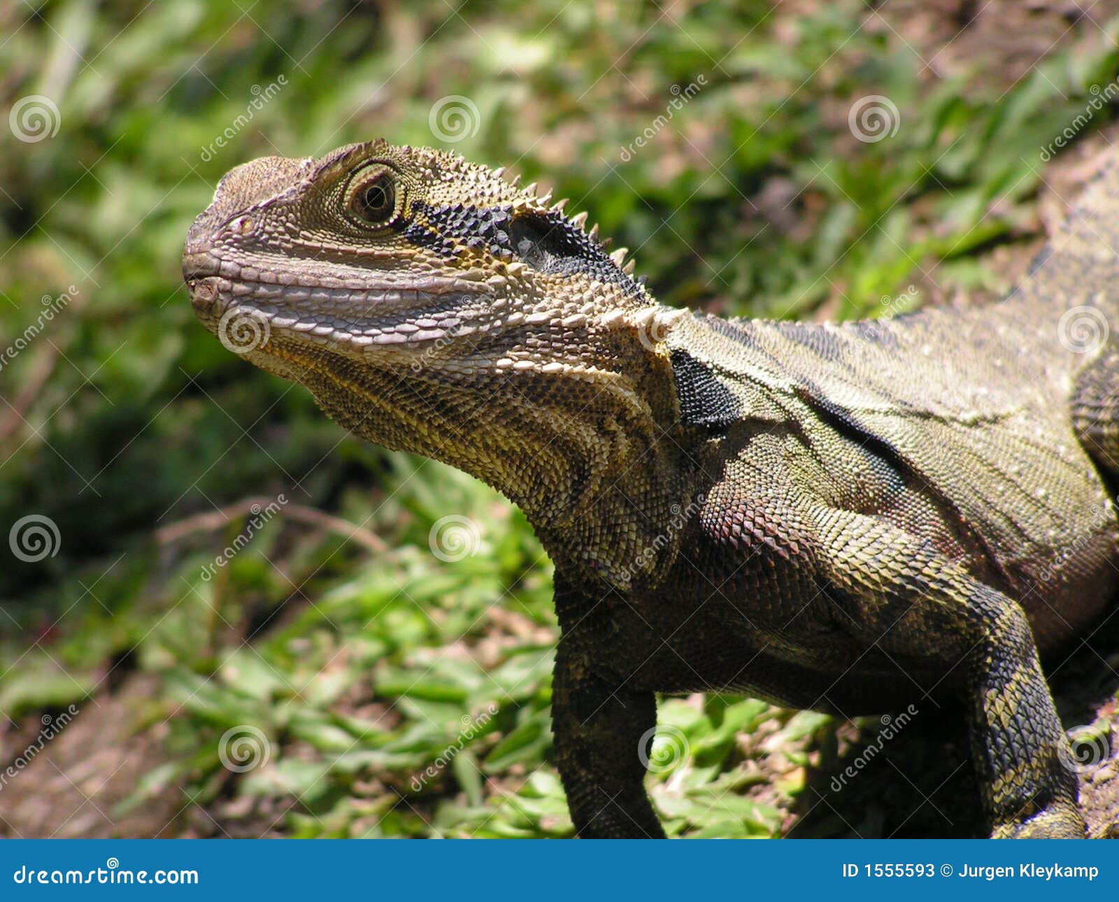 Lézard De Dragon Australien Image stock - Image du point, oeil: 1555593