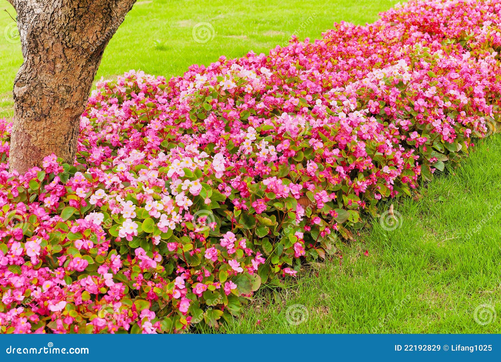 Línea de las flores imagen de archivo. Imagen de plantas - 22192829