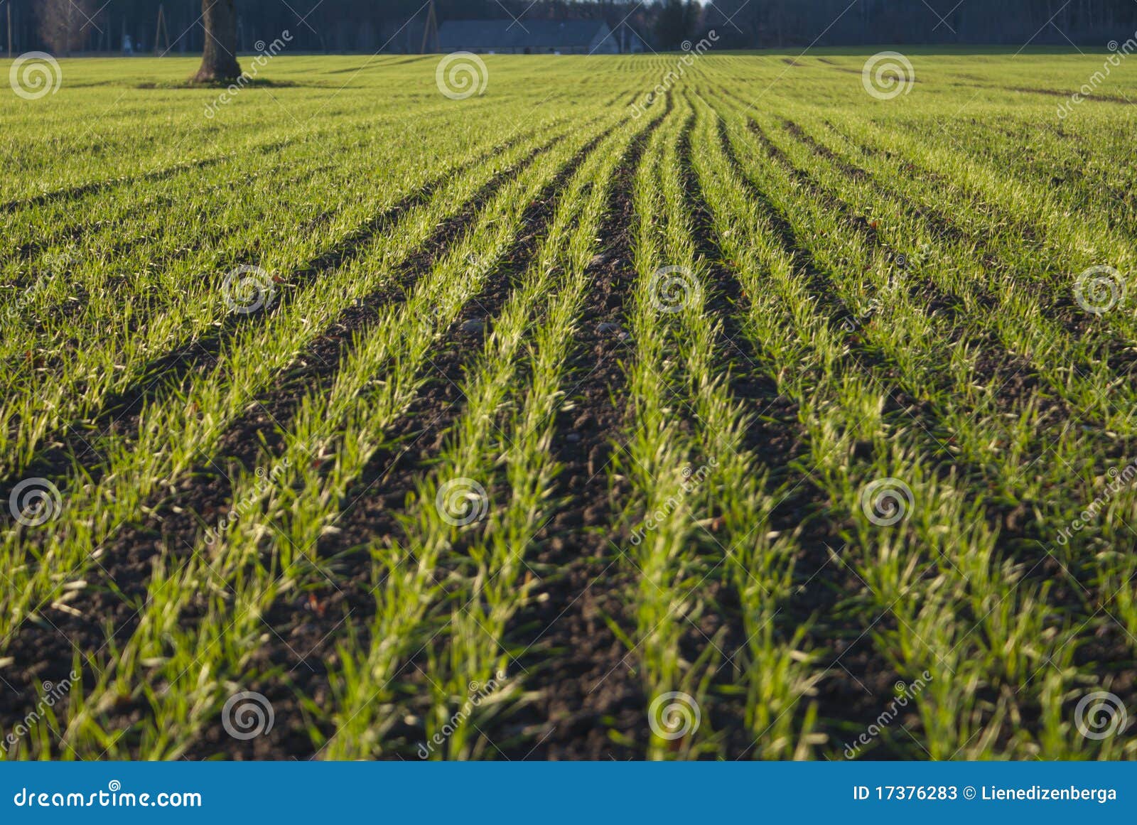 Líneas Verticales En Naturaleza Imagen de archivo - Imagen de modelos ...