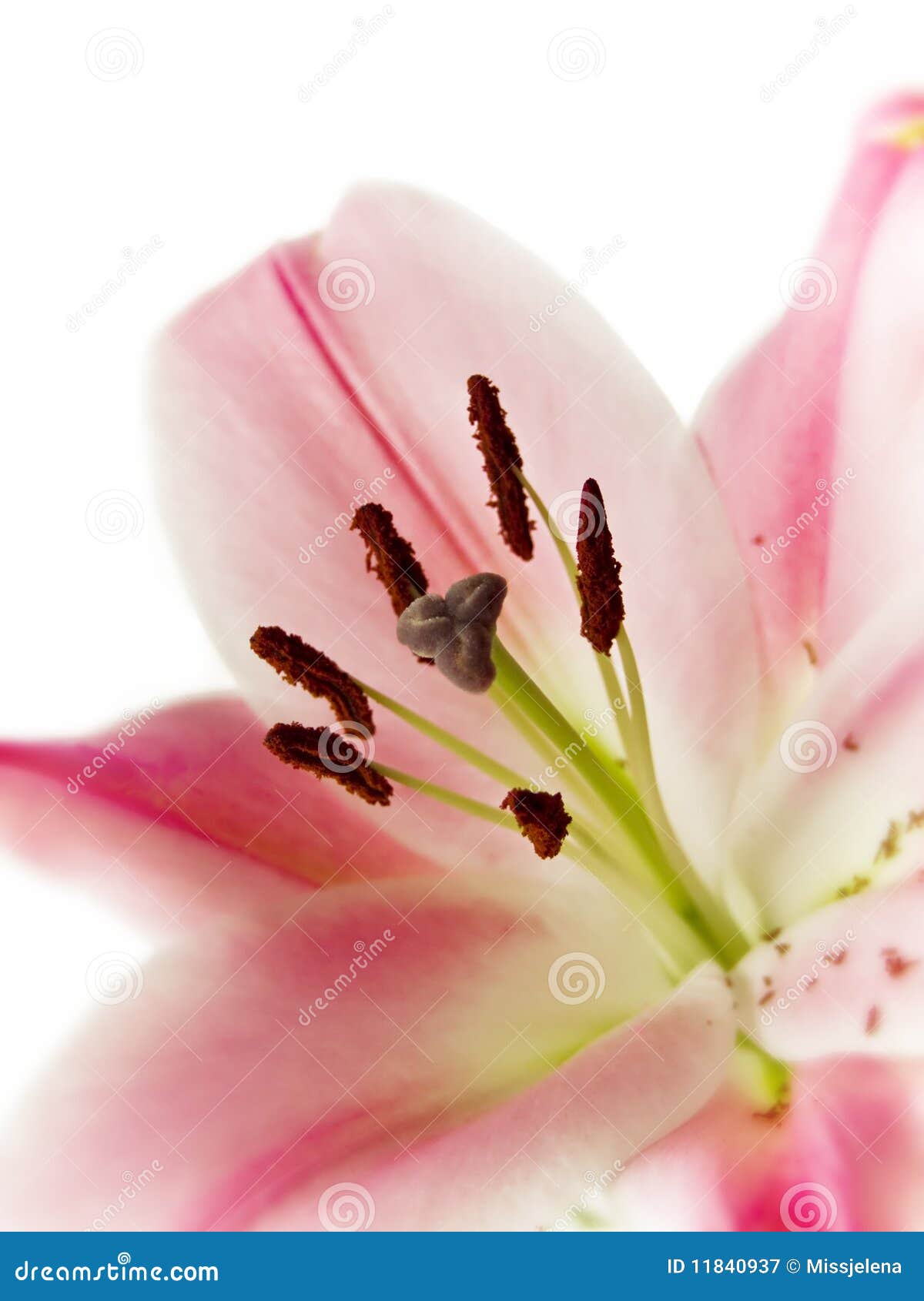 Lírio cor-de-rosa imagem de stock. Imagem de florescer - 11840937