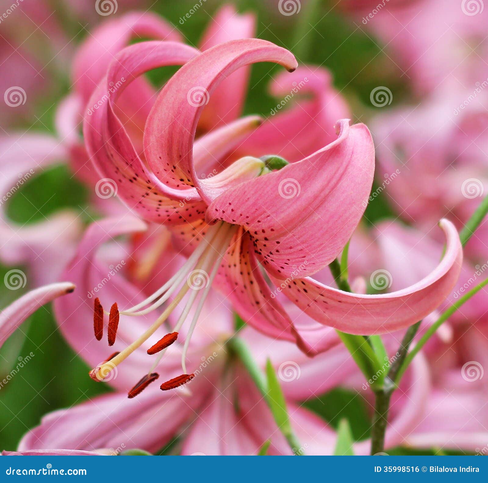 Lírio cor-de-rosa puro foto de stock. Imagem de pares - 35998516