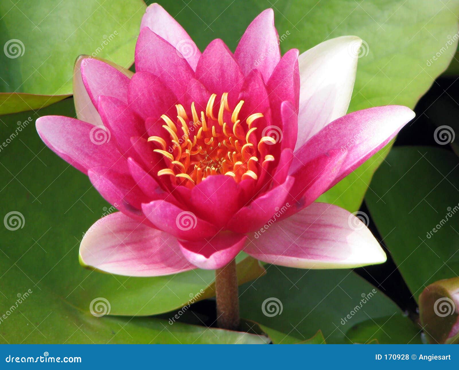 Lírio tropical cor-de-rosa foto de stock. Imagem de fundo - 170928