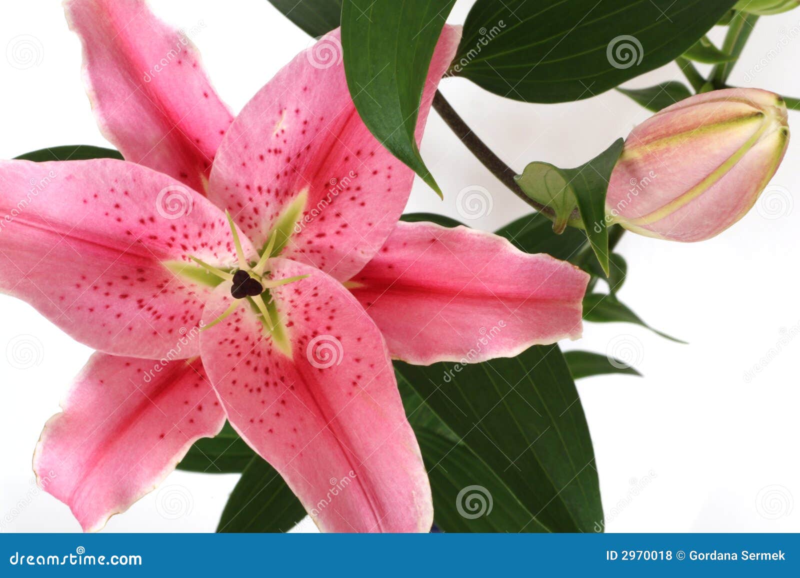 Lírios cor-de-rosa foto de stock. Imagem de grupo, perfumado - 2970018