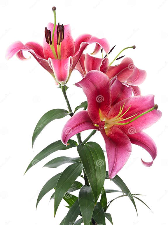 Lírios cor-de-rosa foto de stock. Imagem de fundo, vermelho - 33000376