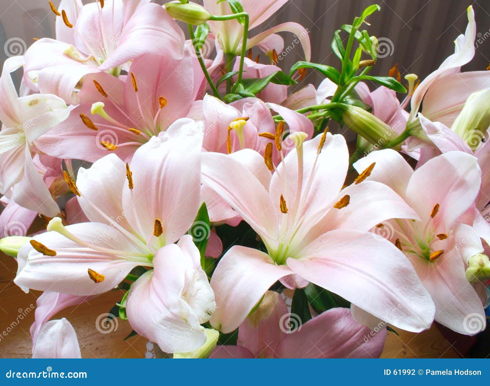 Lírios cor-de-rosa foto de stock. Imagem de nave, gomos - 61992