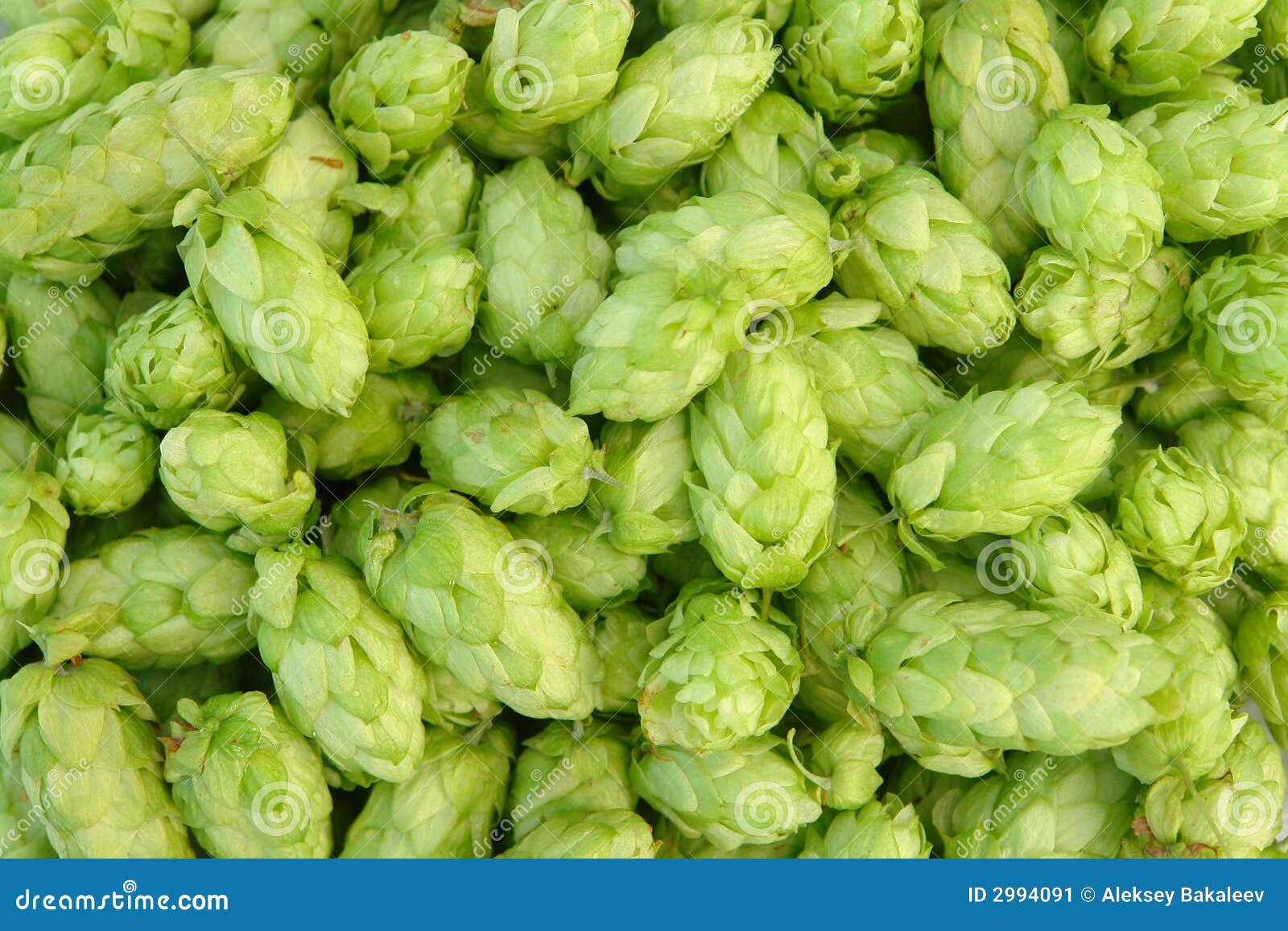 Lúpulos verdes imagem de stock. Imagem de cerveja, flor - 2994091