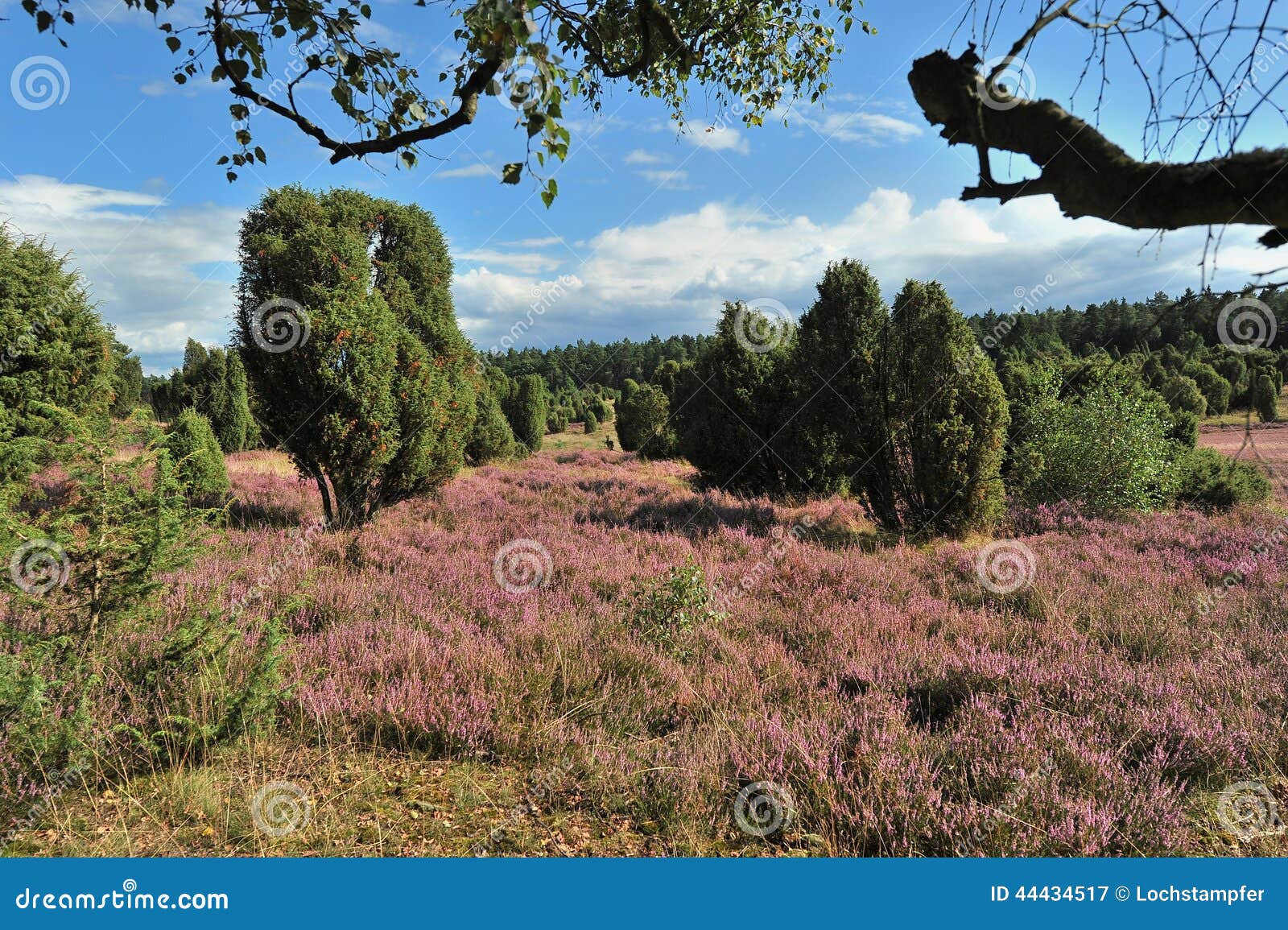 LÃ¼neburger Heide stock image. Image of spring, plant - 44434517
