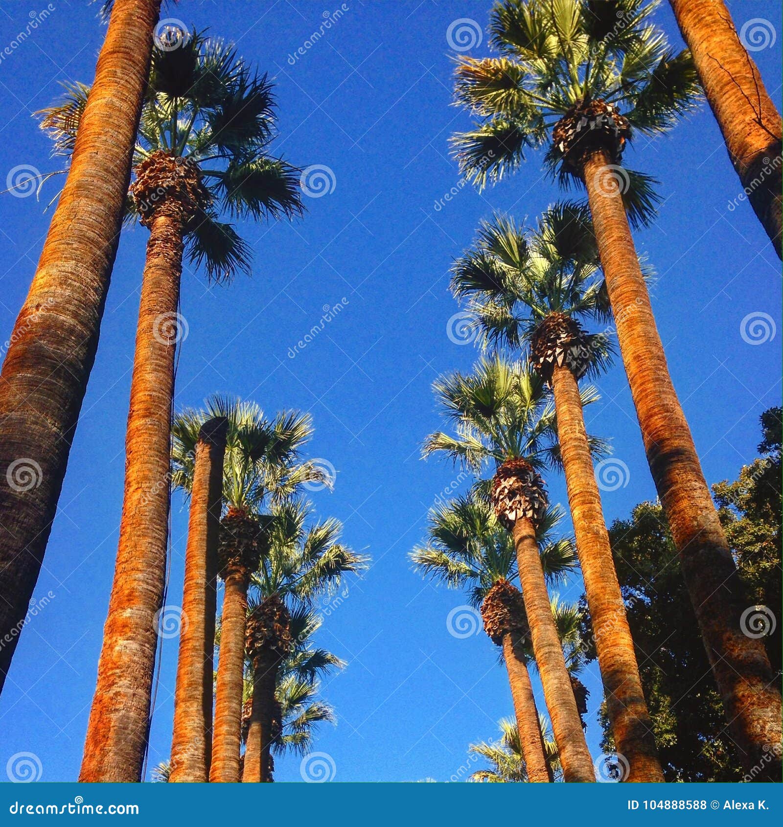 L a foto de archivo. Imagen de palma, azul, cielo - 104888588
