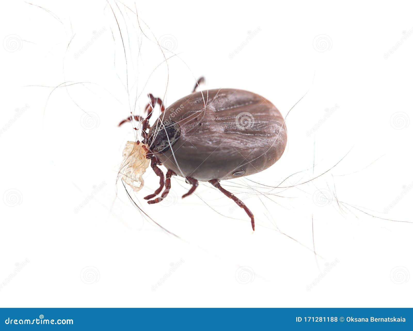 L'acarien Sangsue Sur Le Fond Blanc Photo stock - Image du acarides ...
